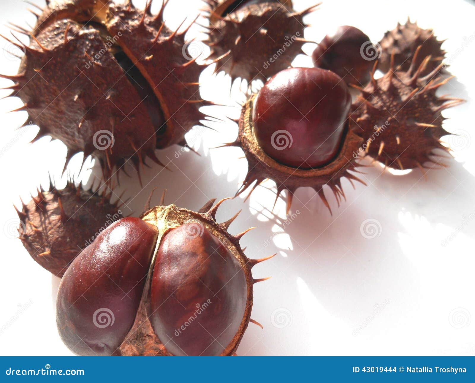 Prickly chestnuts stock photo. Image of white, nature - 43019444