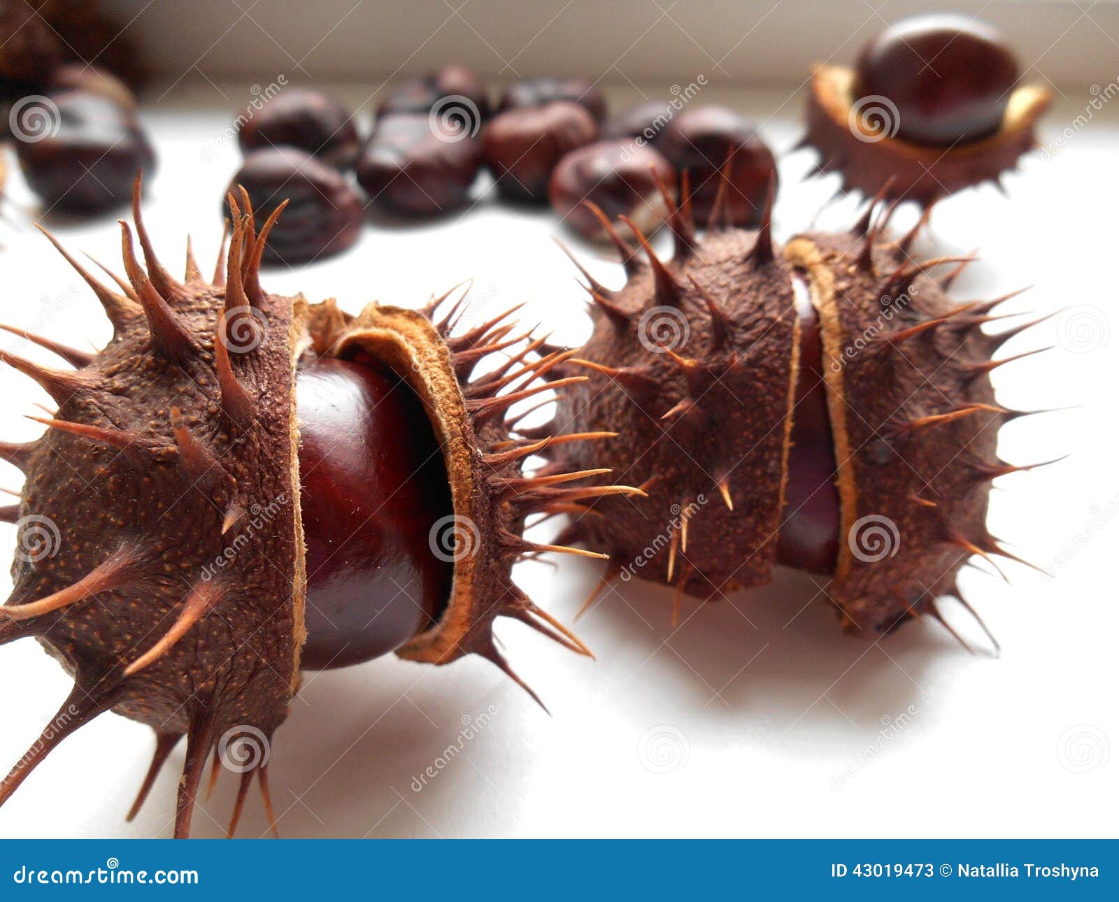 Prickly chestnuts stock image. Image of chestnut, flora - 43019473