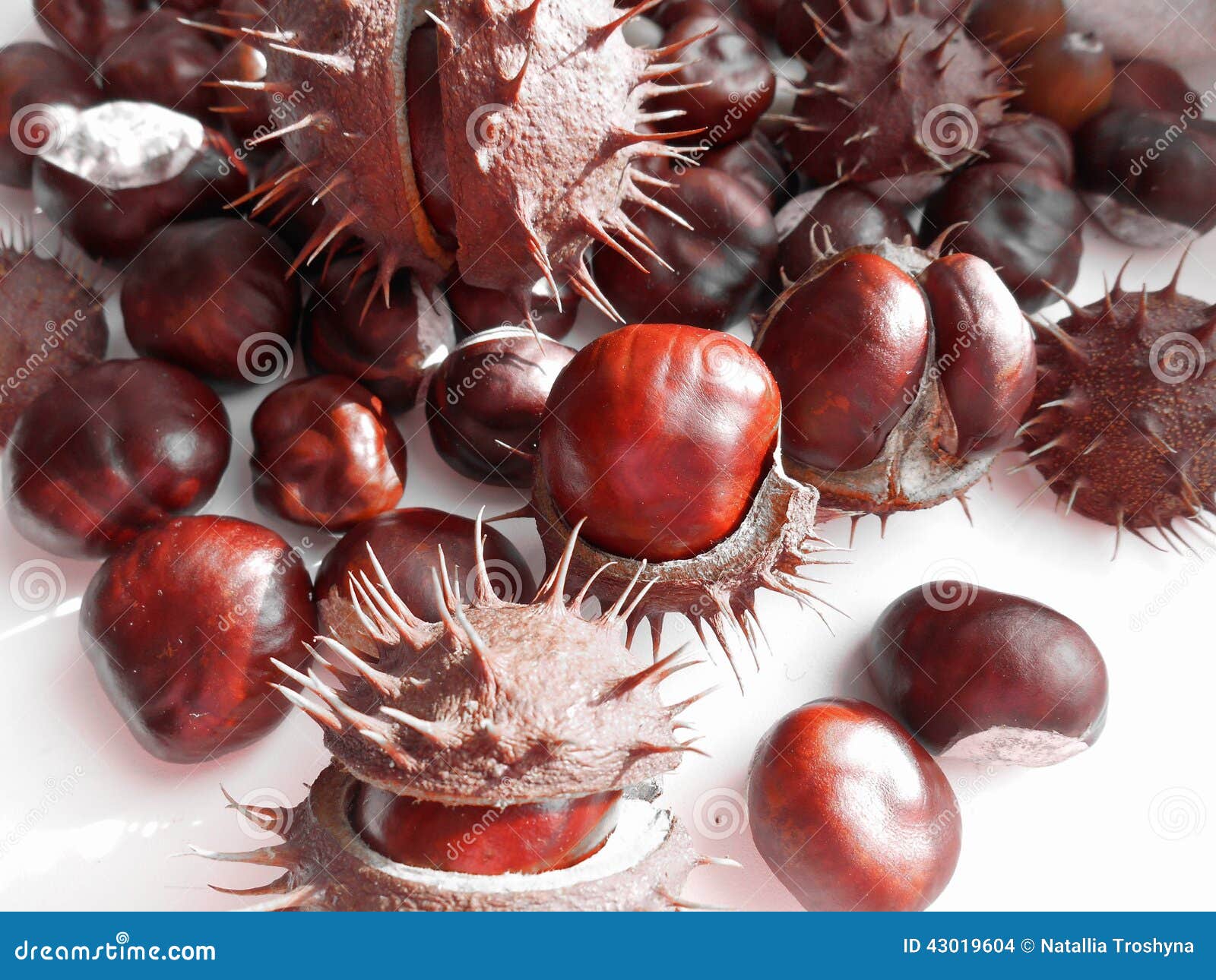 Prickly chestnuts stock photo. Image of texture, prickly - 43019604