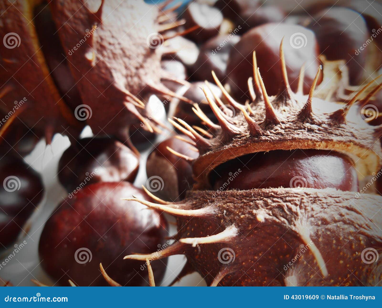 Prickly chestnuts stock image. Image of nature, decorative - 43019609