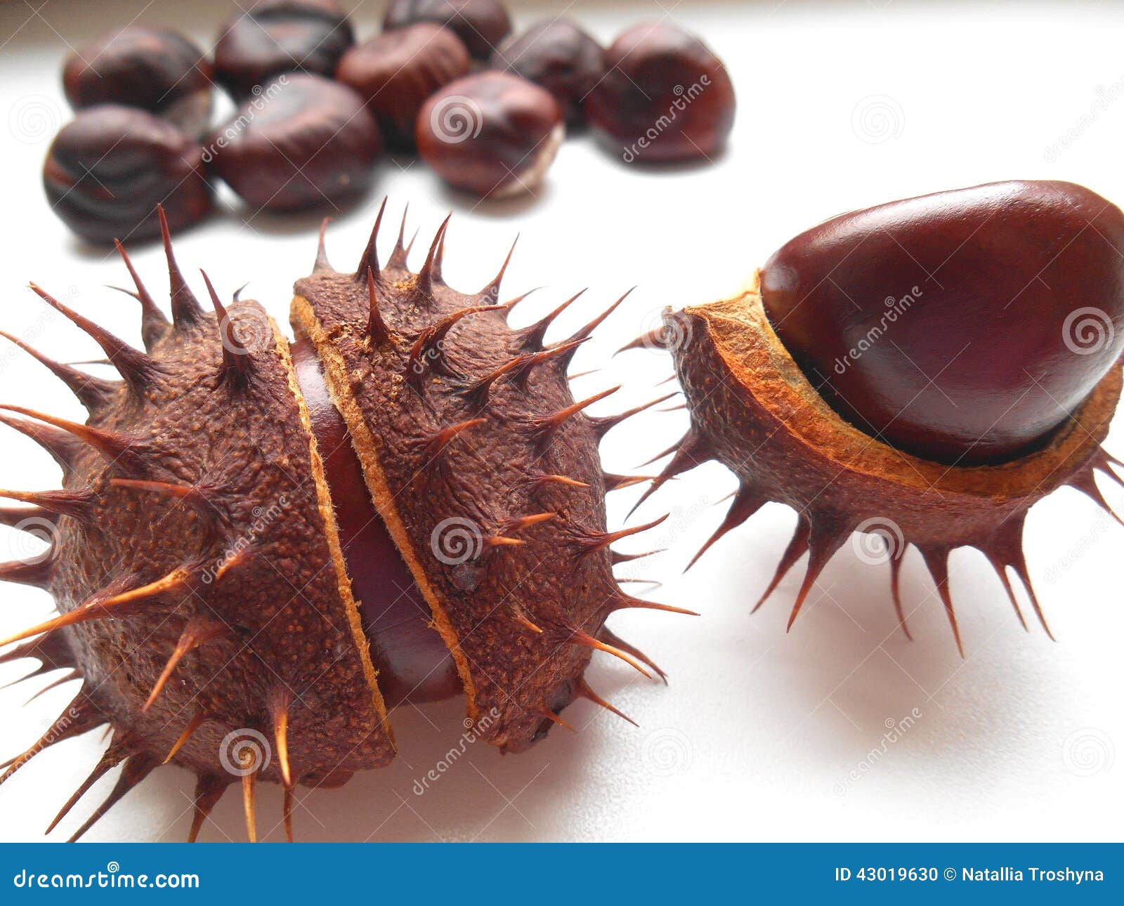Prickly chestnuts stock photo. Image of background, white - 43019630