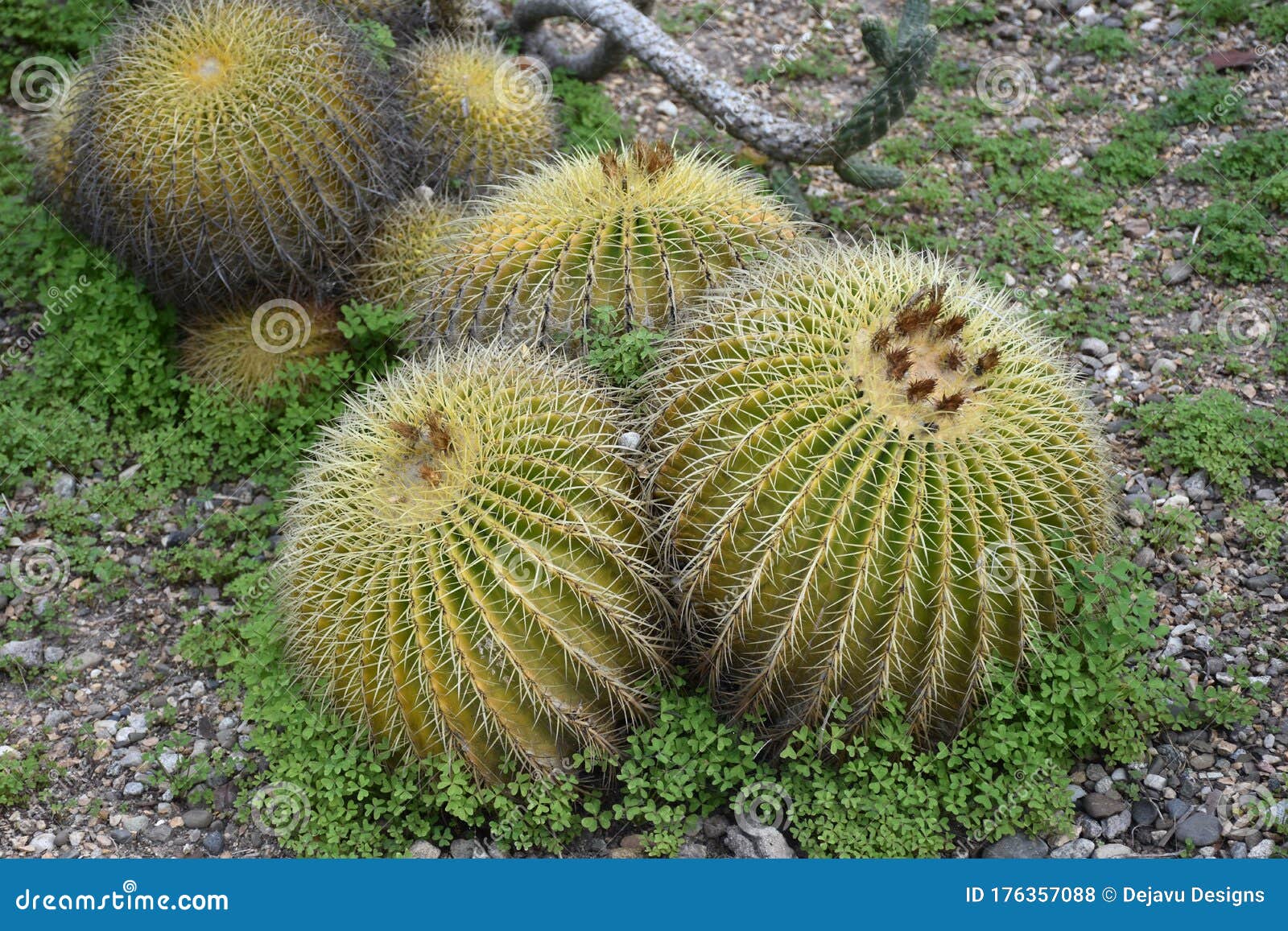 Prickly Cluster of a Cactus in a Group Stock Photo - Image of arid ...