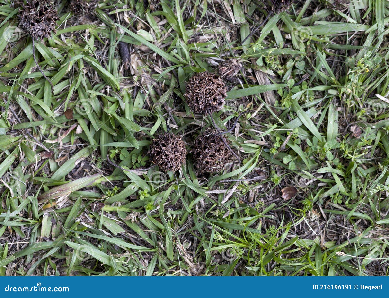 Prickly cockle burr plant stock image. Image of stem - 216196191