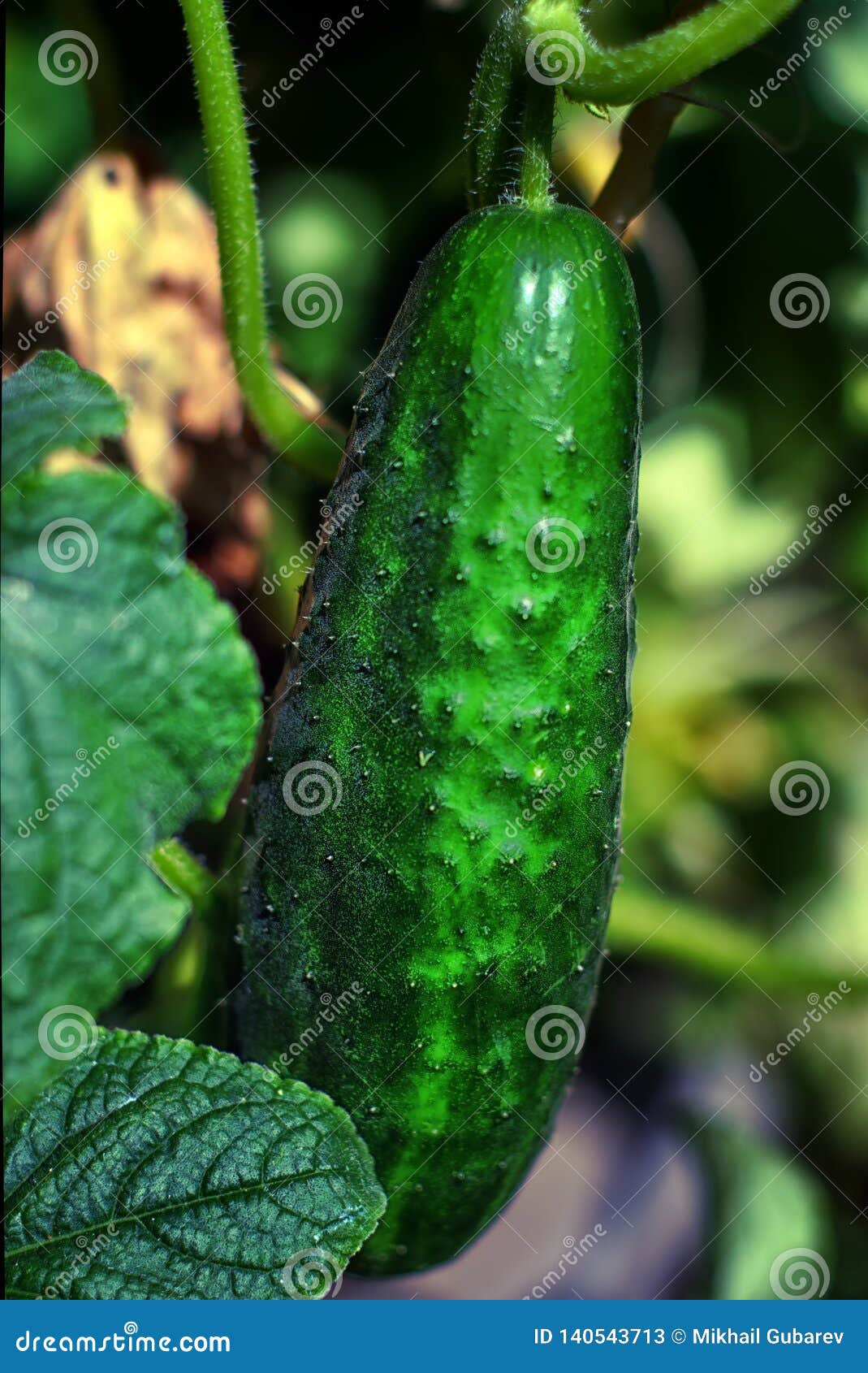 Prickly Cucumber in the Sunlight Stock Image - Image of branch, bush ...