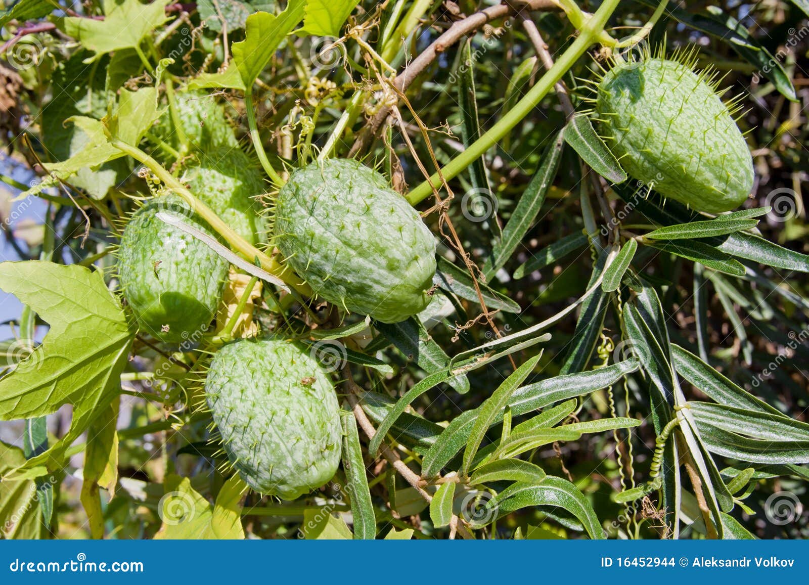 Prickly cucumbers stock photo. Image of white, healthy - 16452944