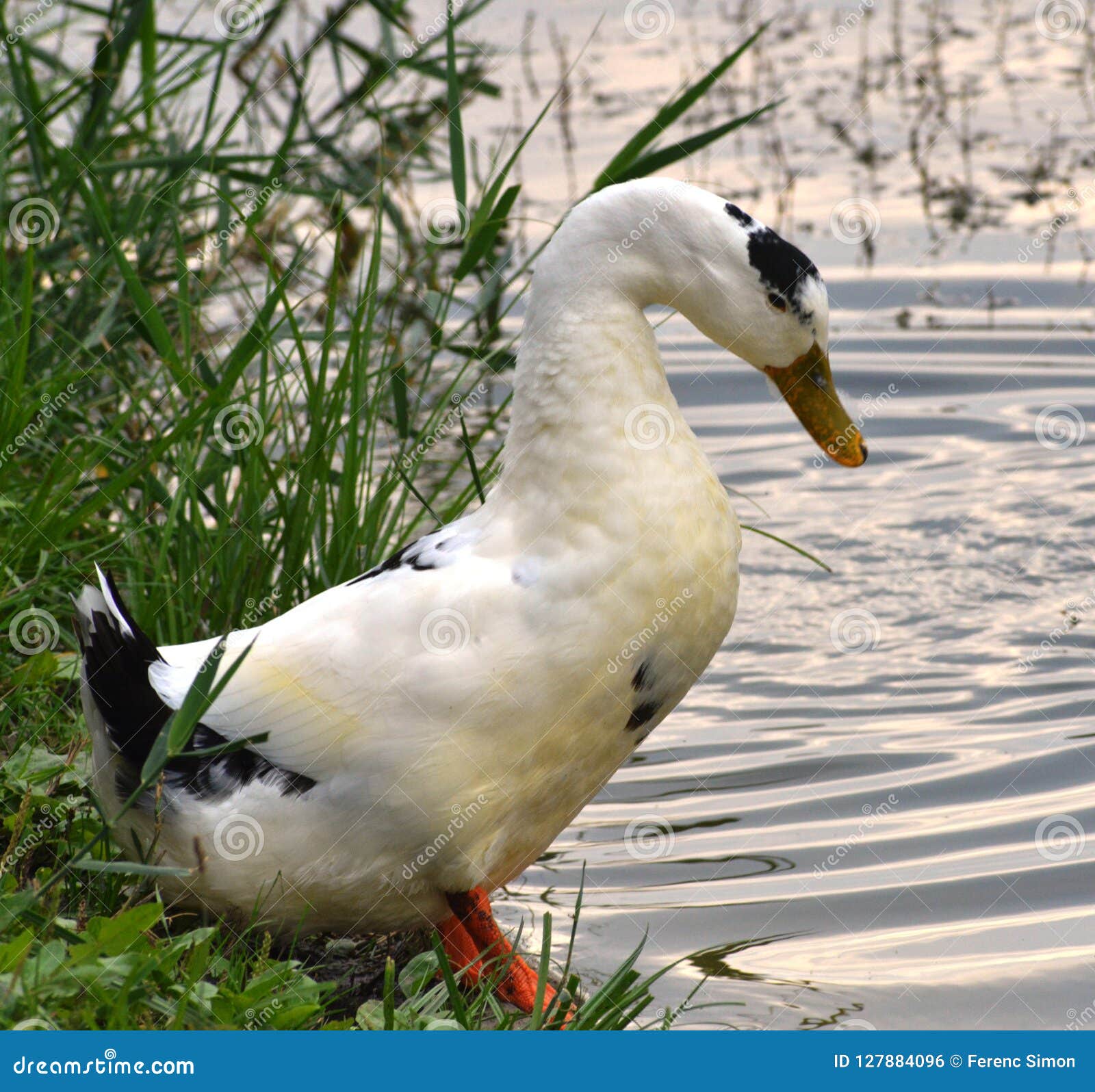 Prickly Duck on the Waterfront Stock Photo - Image of village, life ...