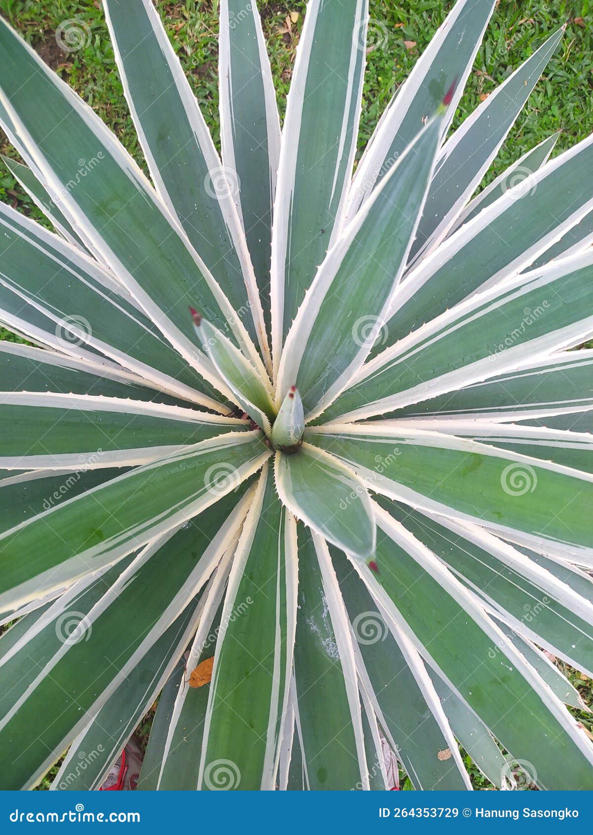 Prickly Finger Plants Like Pineapple Trees Stock Image - Image of like ...