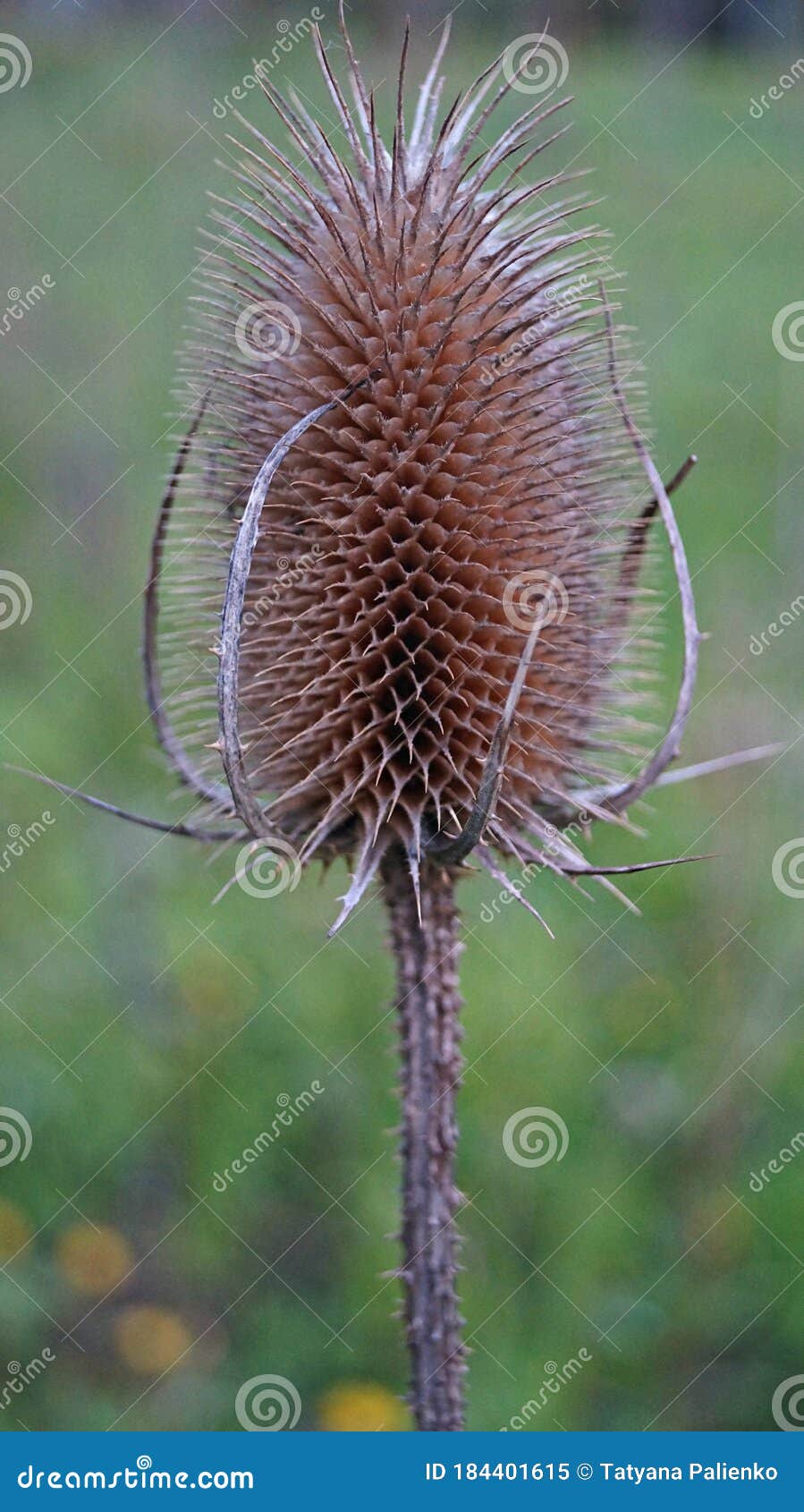 Prickly flower. stock image. Image of flower, original - 184401615