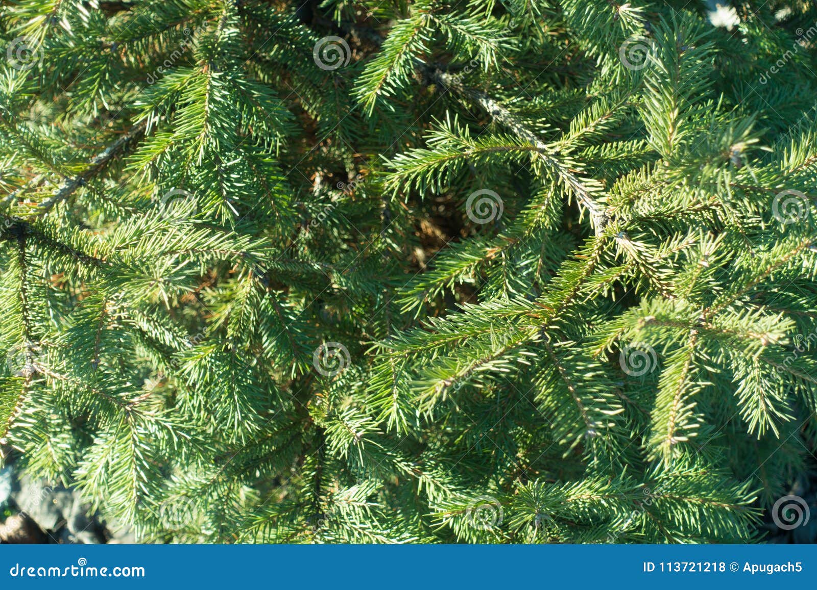 Prickly Green Branches of Spruce Tree Stock Photo - Image of plant ...