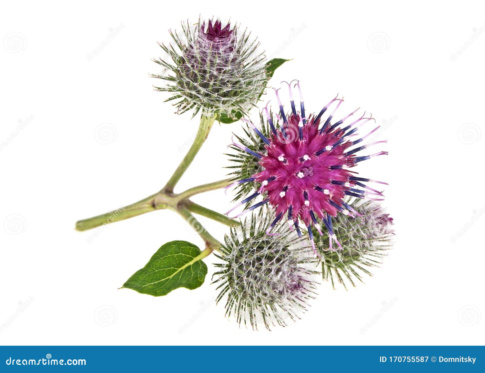 Burdock Flowers With Leaves Isolated On White Background. Arctium ...