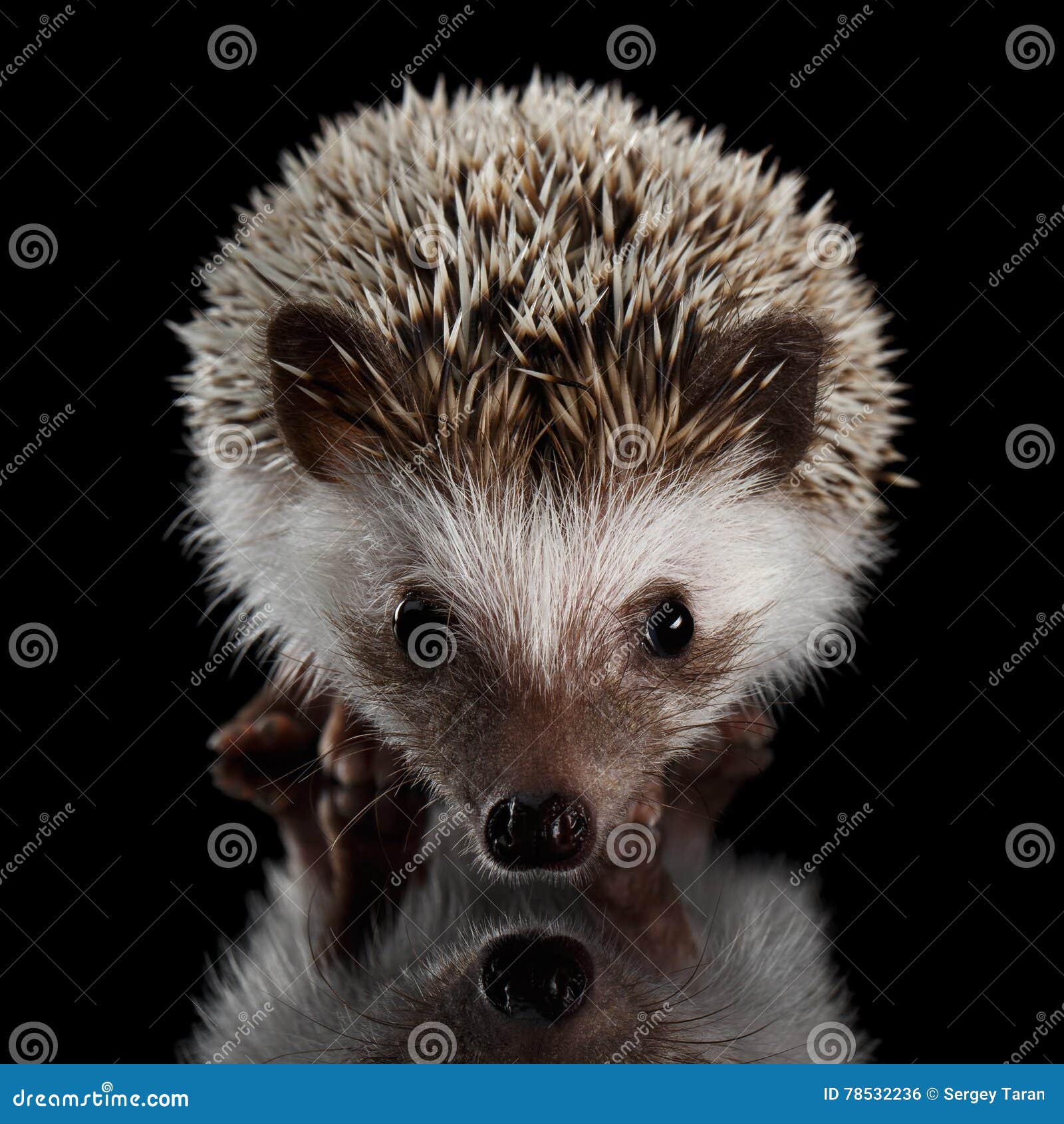 Prickly Hedgehog Isolated on Black Background Stock Photo - Image of ...