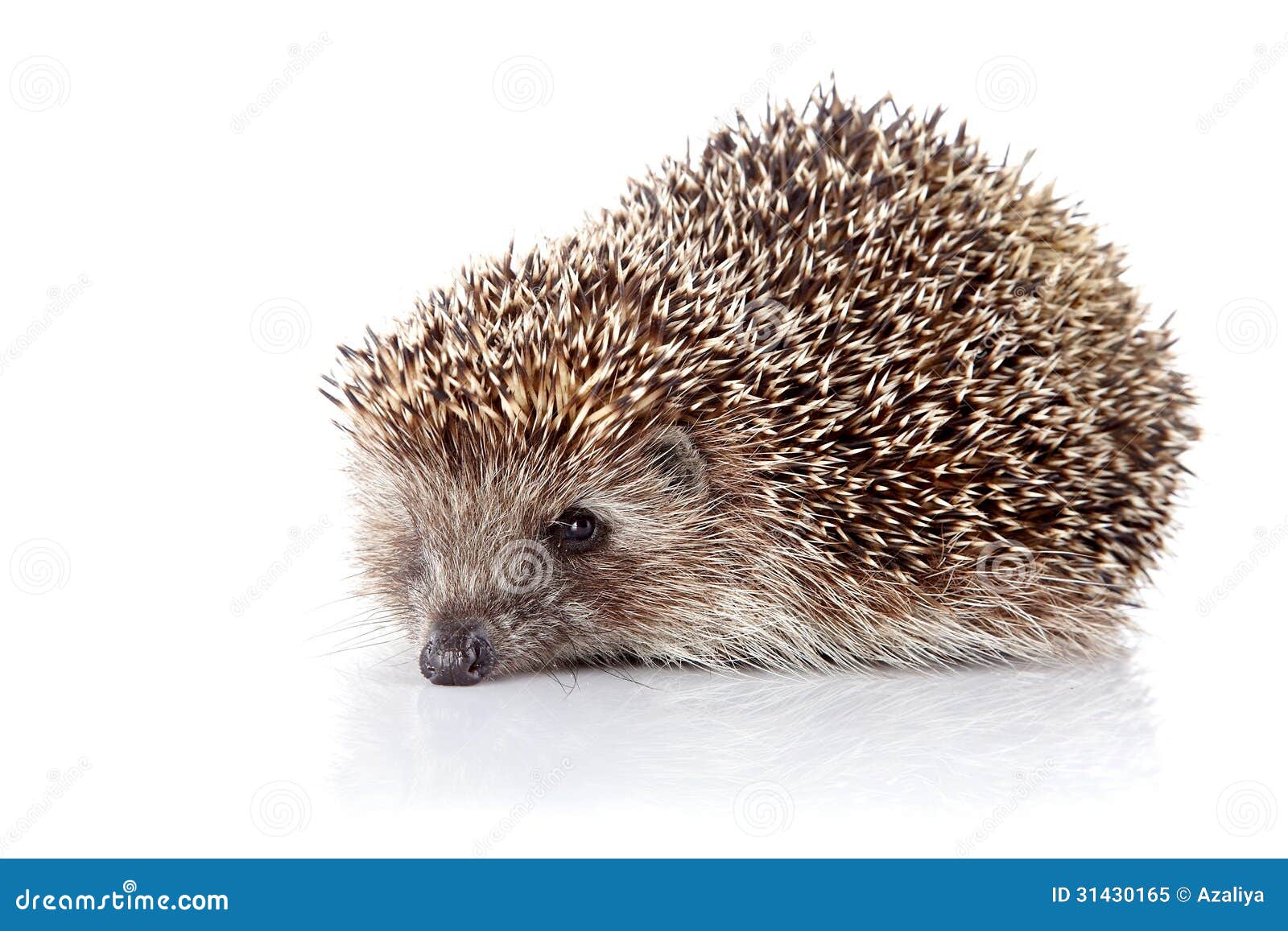 Prickly hedgehog stock image. Image of thorn, wild, sharp - 31430165
