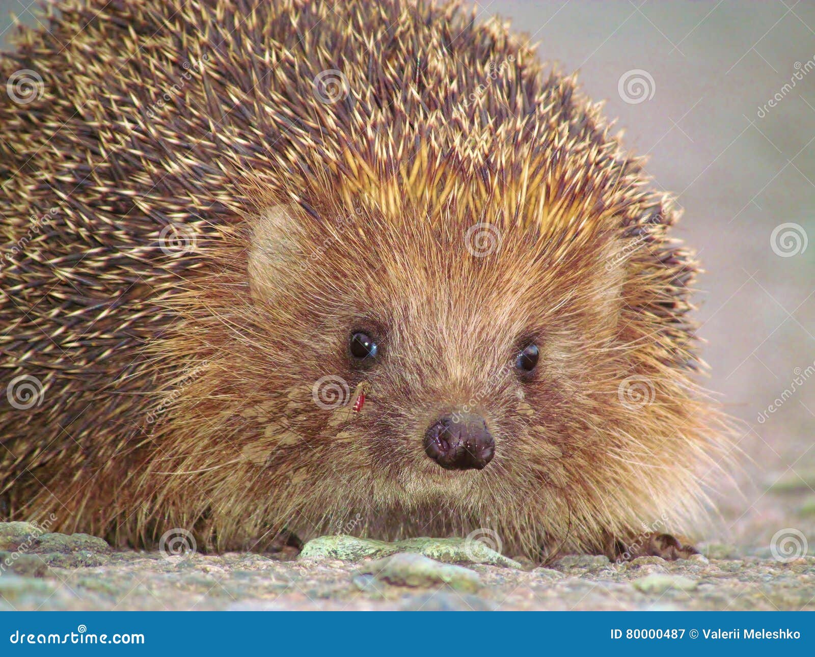 Prickly hedgehog stock image. Image of young, european - 80000487