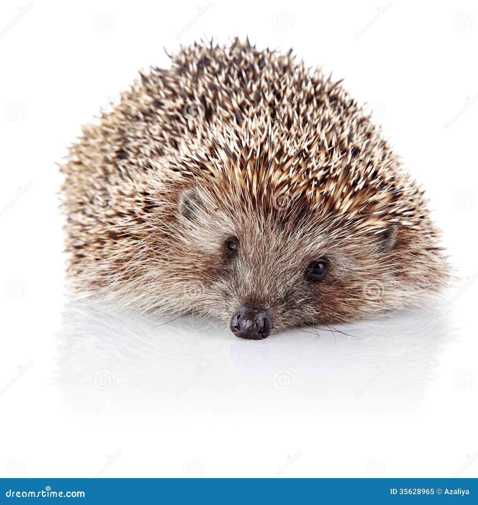 Prickly Hedgehog on a White Background Stock Image - Image of young ...