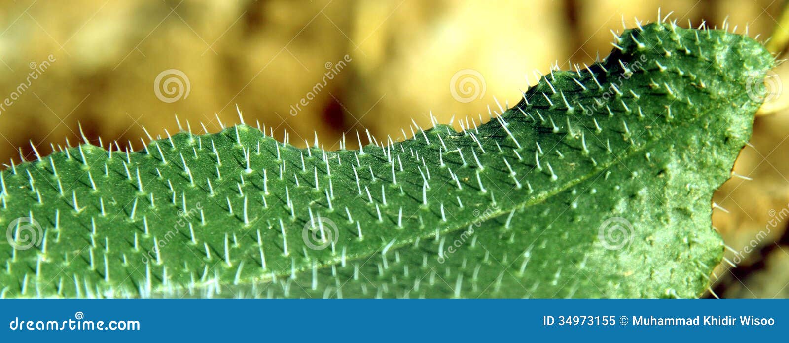 Prickly leaf plant stock image. Image of closeup, prickly - 34973155