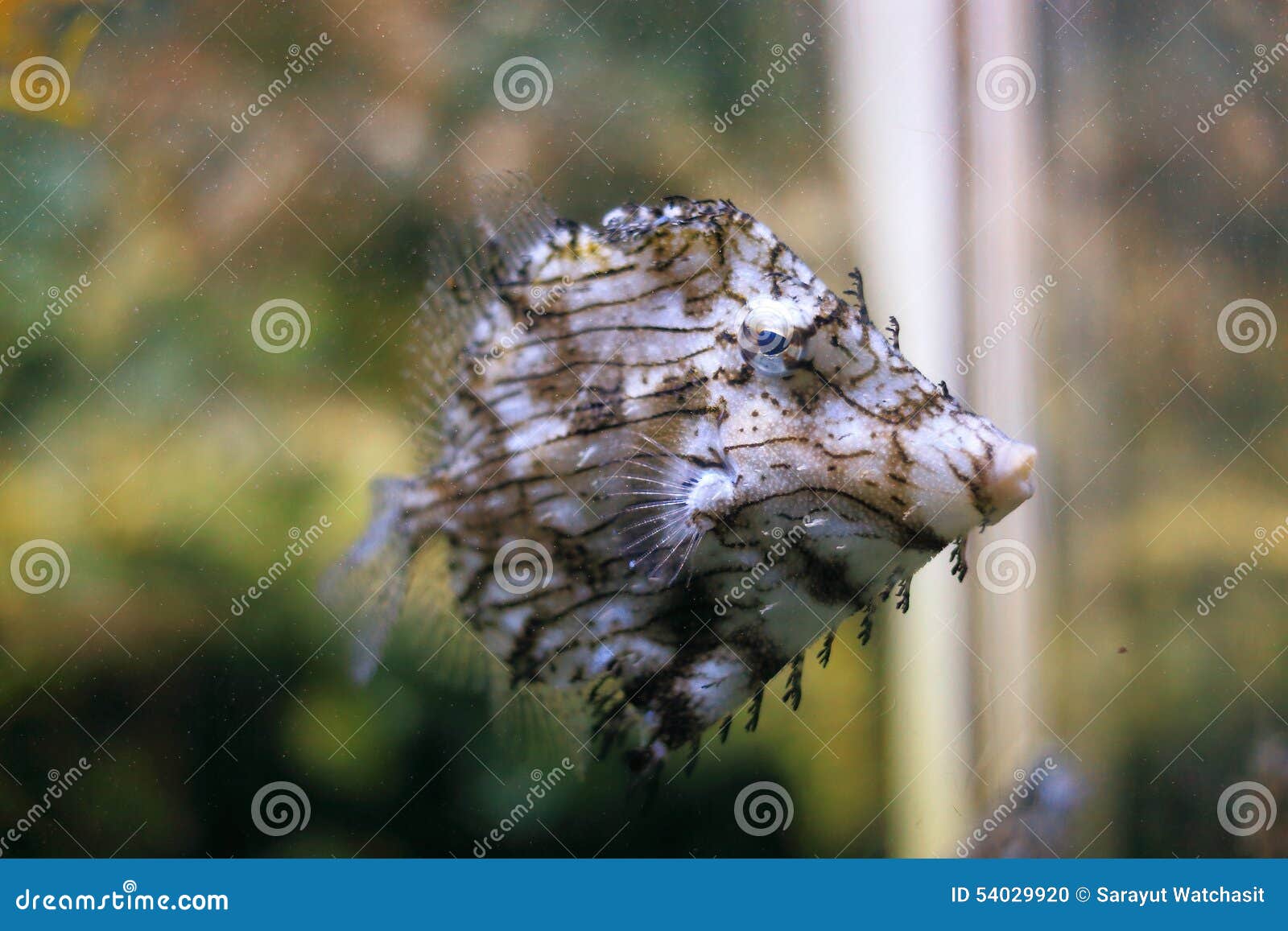 Prickly leatherjacket fish stock photo. Image of aquarium - 54029920