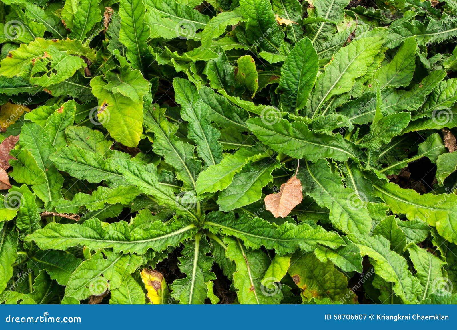 Prickly Leaved Elephants Foot Plants Stock Image - Image of green ...