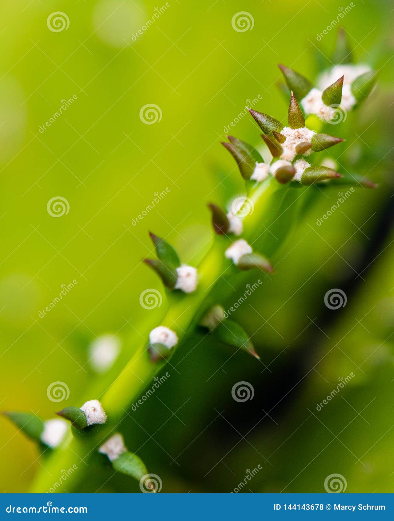 Macro Side-view of Succulent with Prickly Nubs Stock Photo - Image of ...