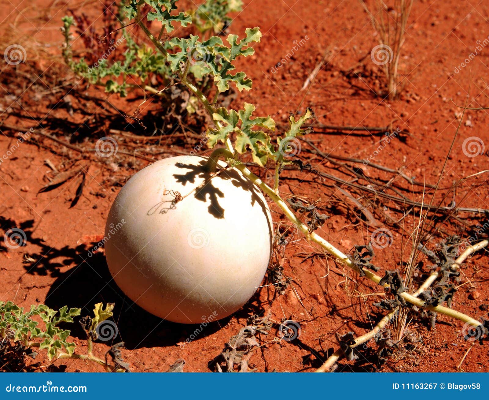 Prickly paddy melon stock image. Image of weed, myriocarpus - 11163267