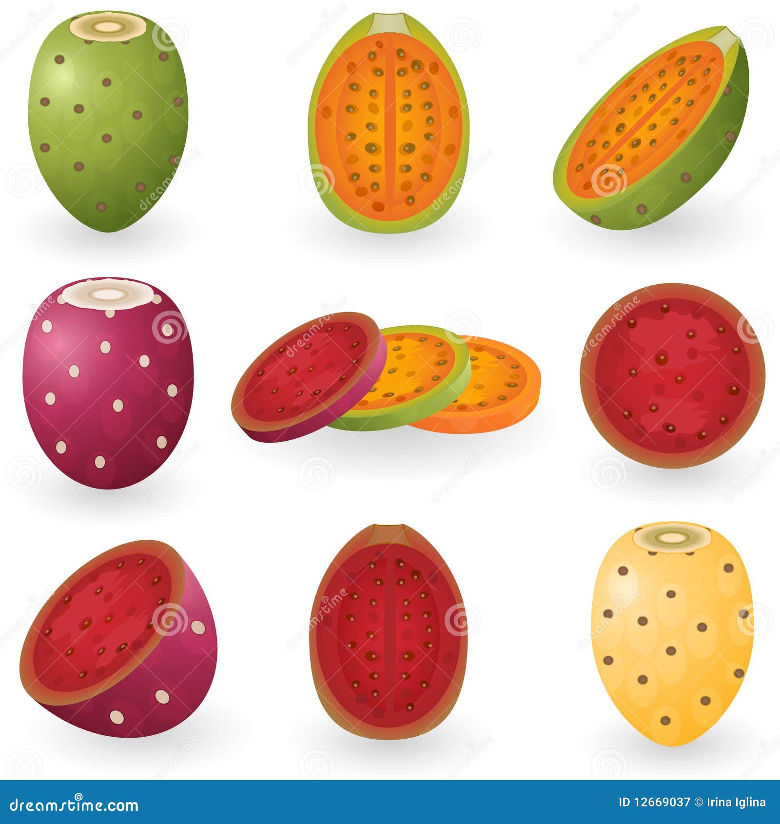 Prickly pear stock vector. Illustration of agriculture - 12669037