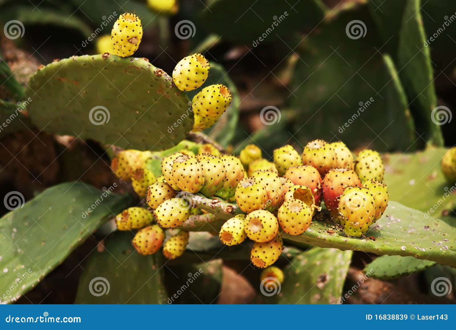 Prickly pear stock image. Image of tropical, eating, sweet - 16838839