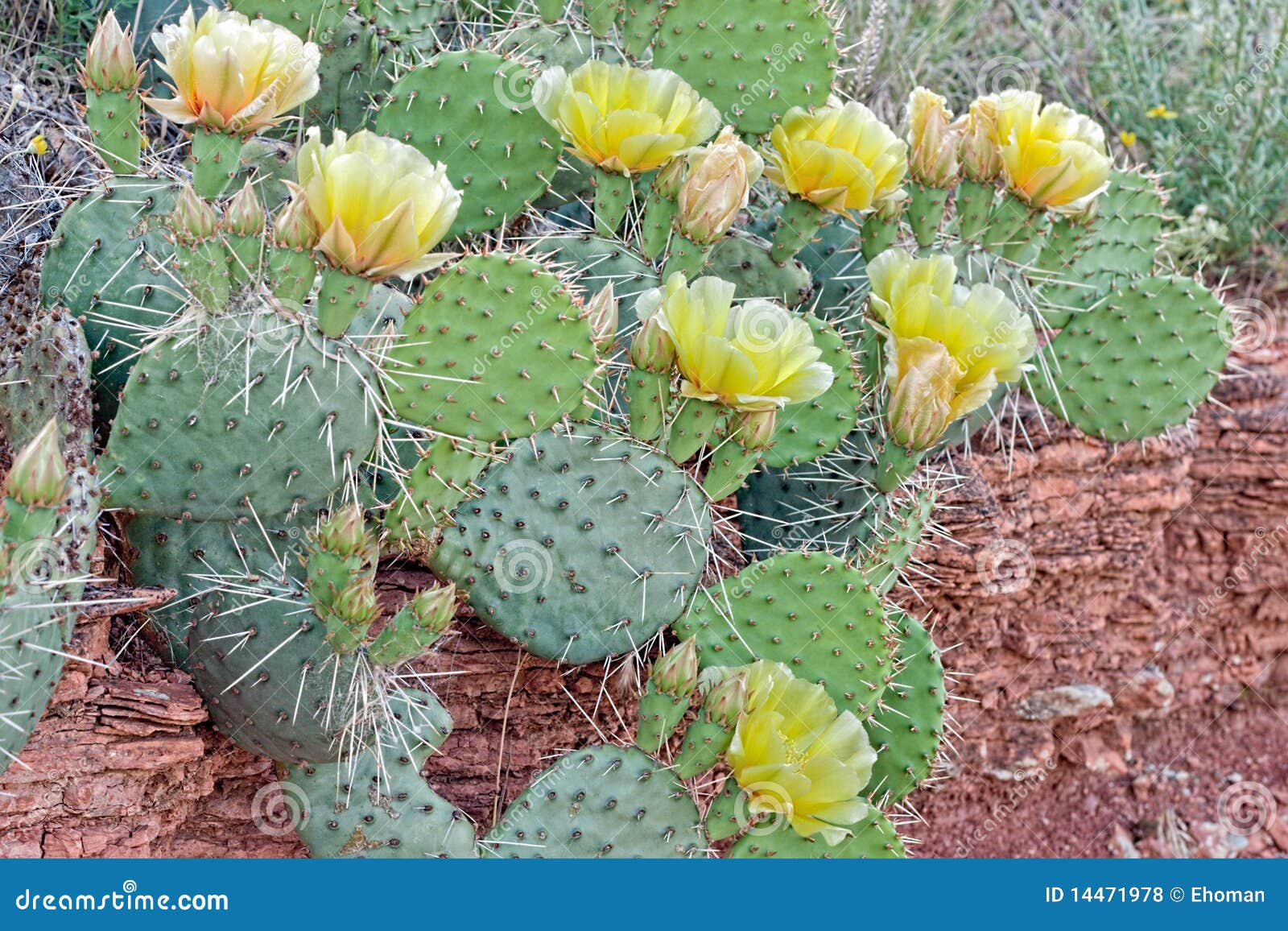 Prickly Pear Blooms stock photo. Image of close, buds - 14471978