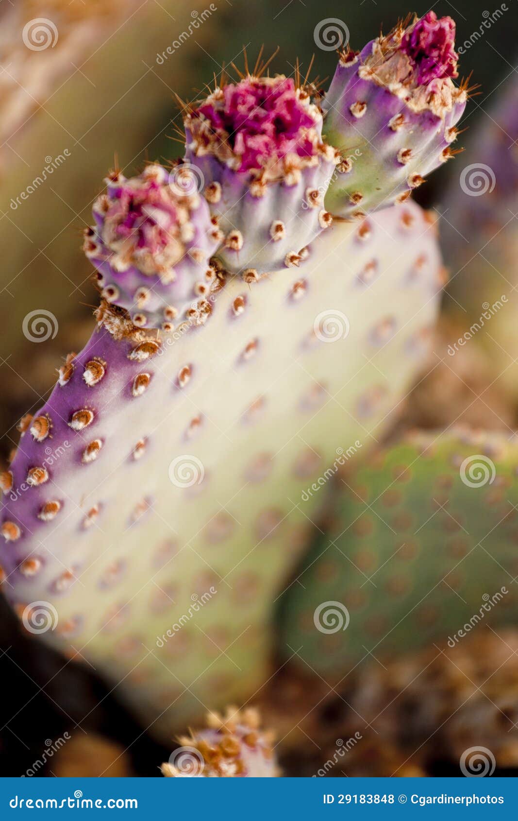 Prickly Pear Cactus stock photo. Image of prickly, species - 29183848