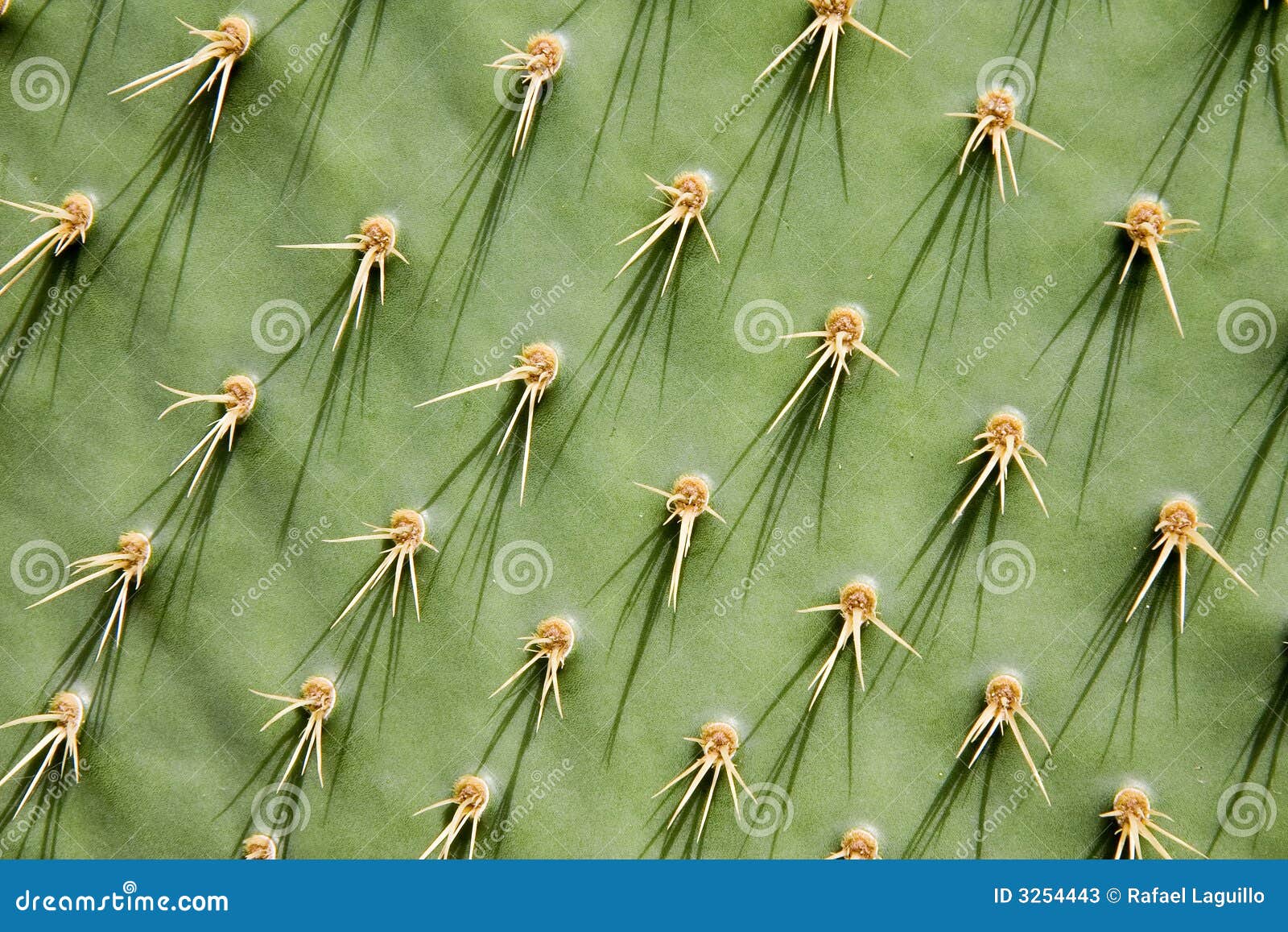 Prickly pear cactus stock image. Image of green, nopal - 3254443