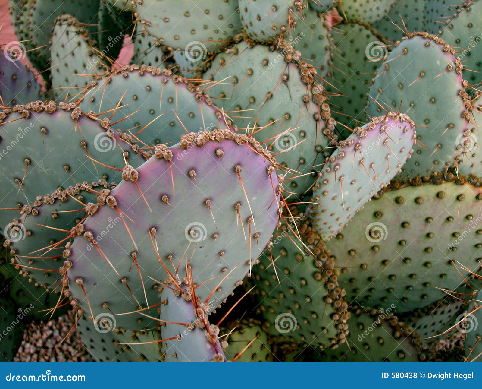 Prickly Pear Cactus stock photo. Image of points, tension - 580438