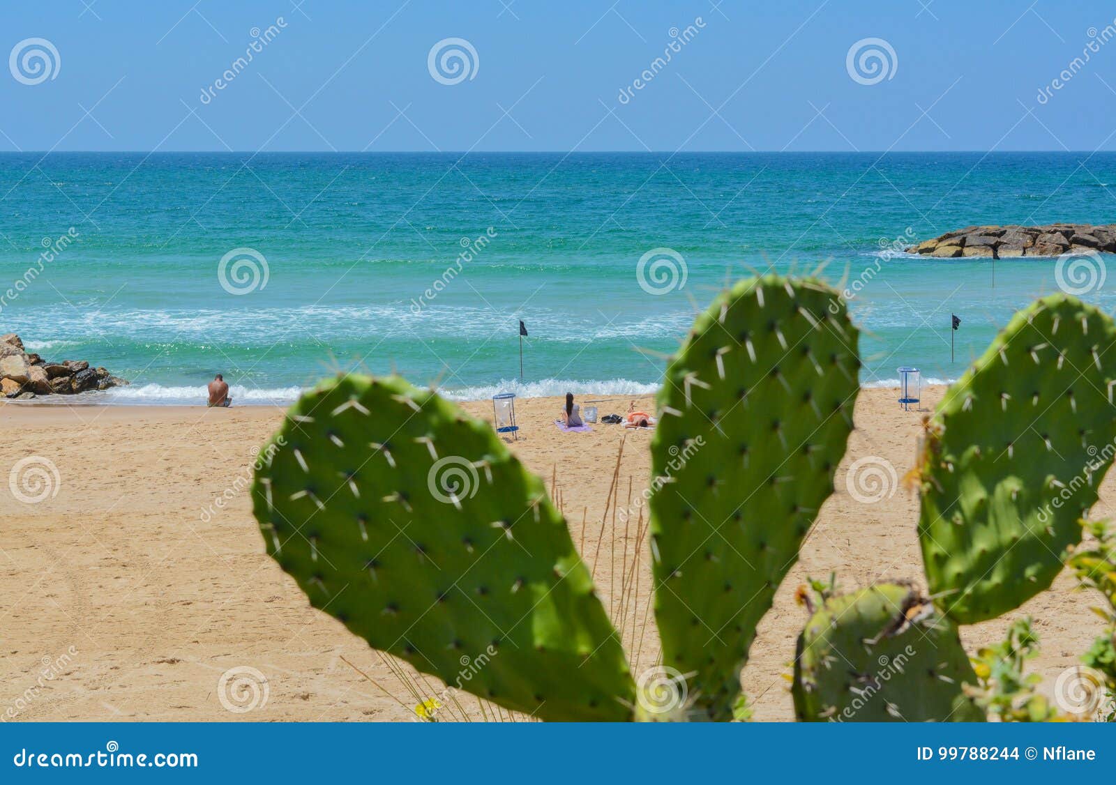 Prickly Pear Cactus at the Beach of the Mediterranean Stock Photo ...