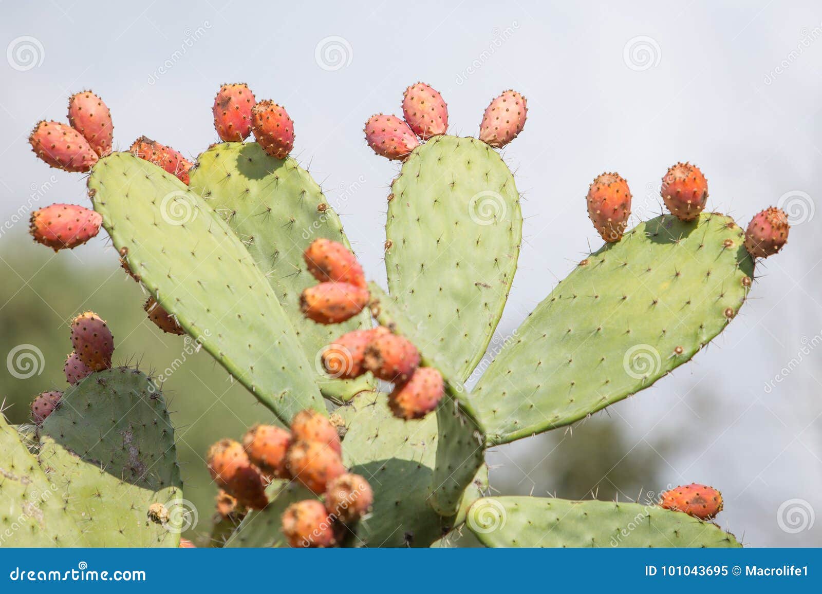 Prickly pear cactus stock image. Image of figs, orange - 101043695