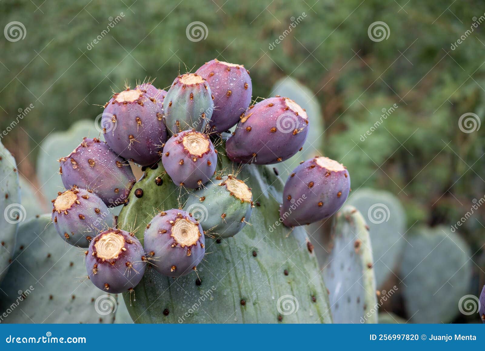 Prickly Pear Cactus Close Up with Fruit in Red Color, Cactus Spines ...
