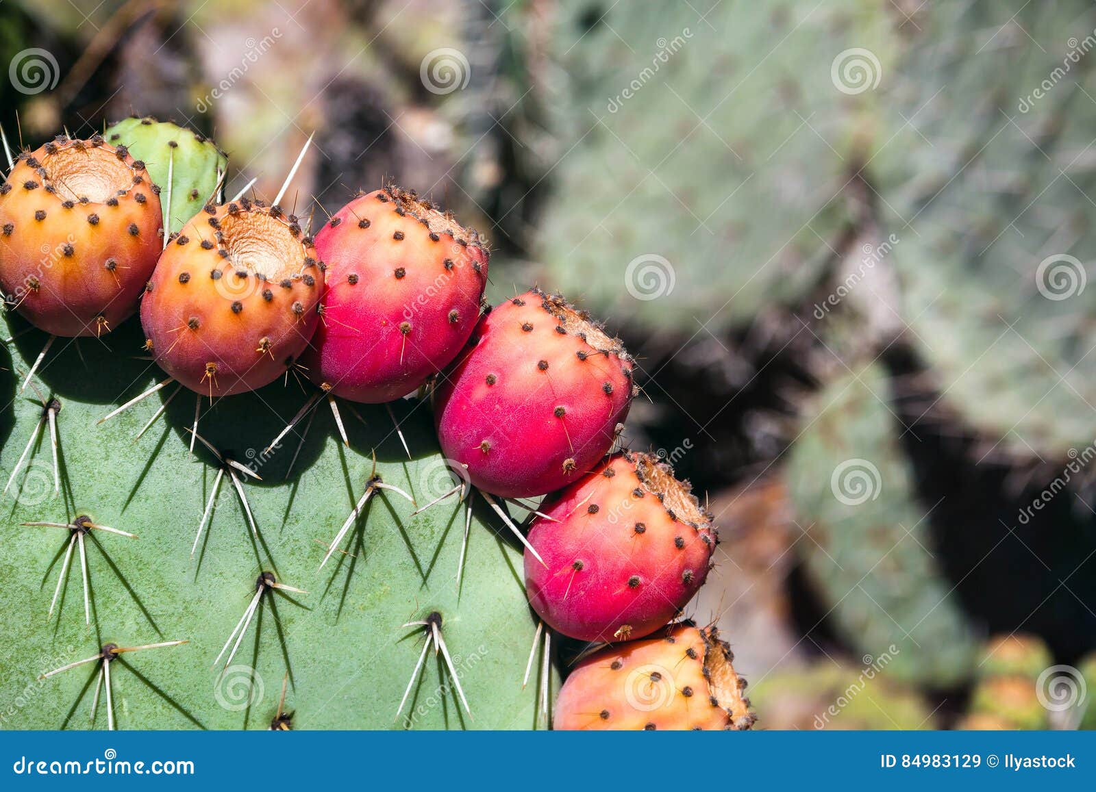 Prickly Pear Cactus Close Up with Fruit in Red Color Stock Image ...