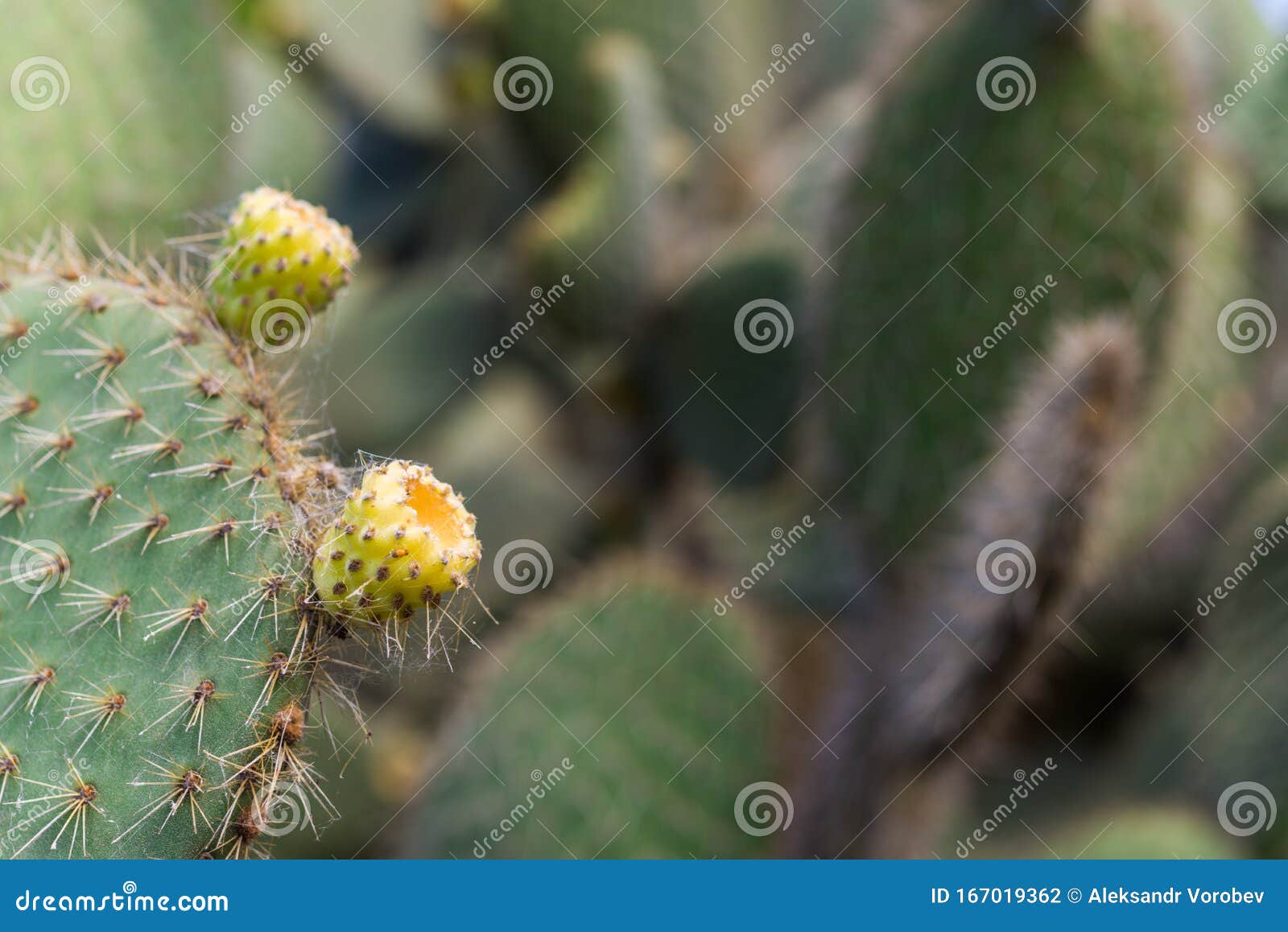 Prickly Pear Cactus Fruit, Also Called Tuna or Nopal Fruit. Stock Photo ...