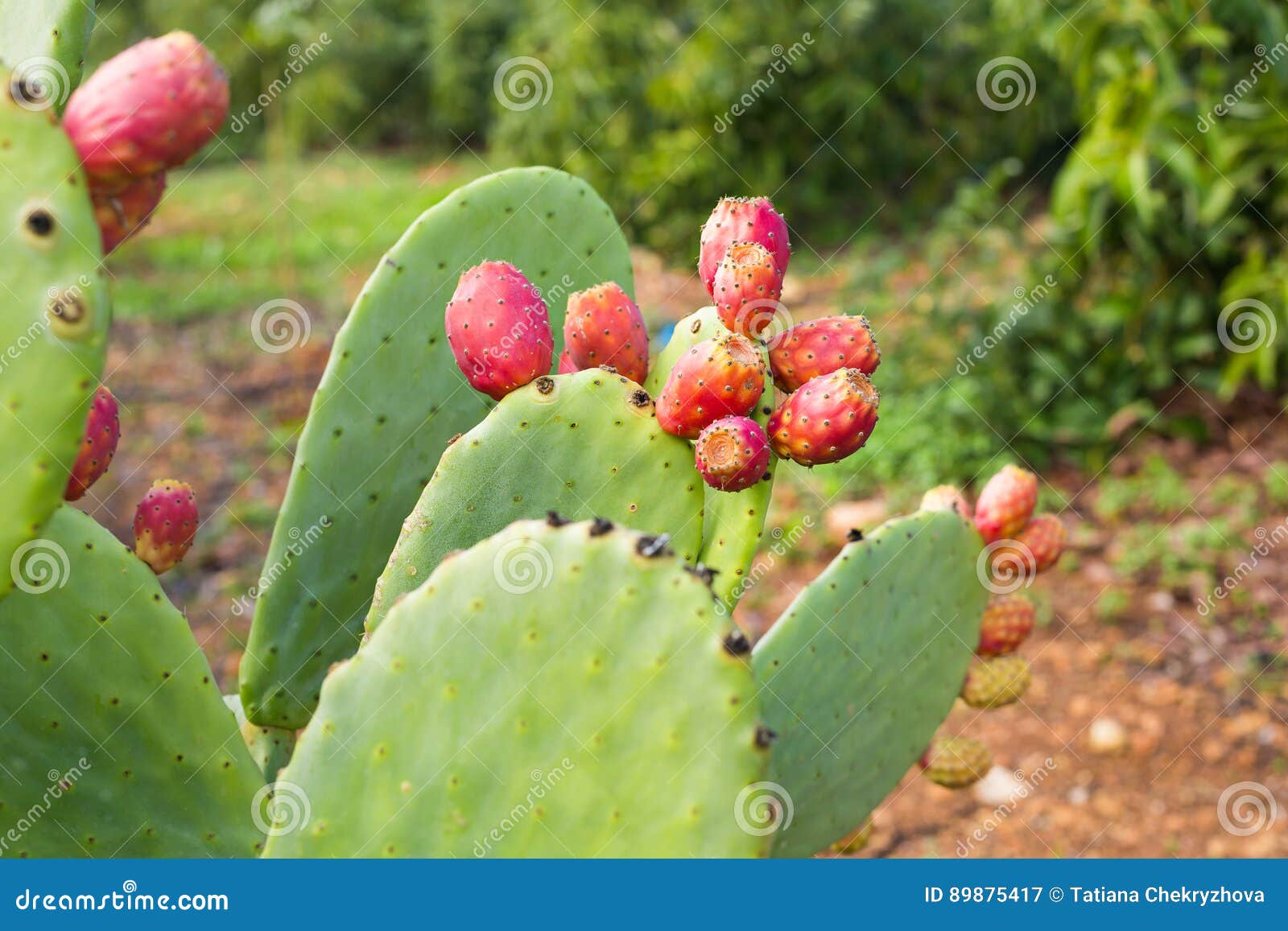 Prickly Pear Cactus with Fruit Stock Image - Image of fruit, indian ...