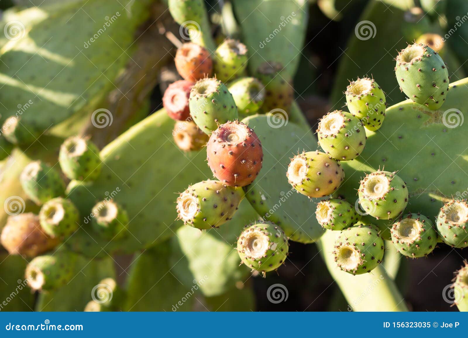 Pala Fruits Tree Royalty-Free Stock Image | CartoonDealer.com #176966296