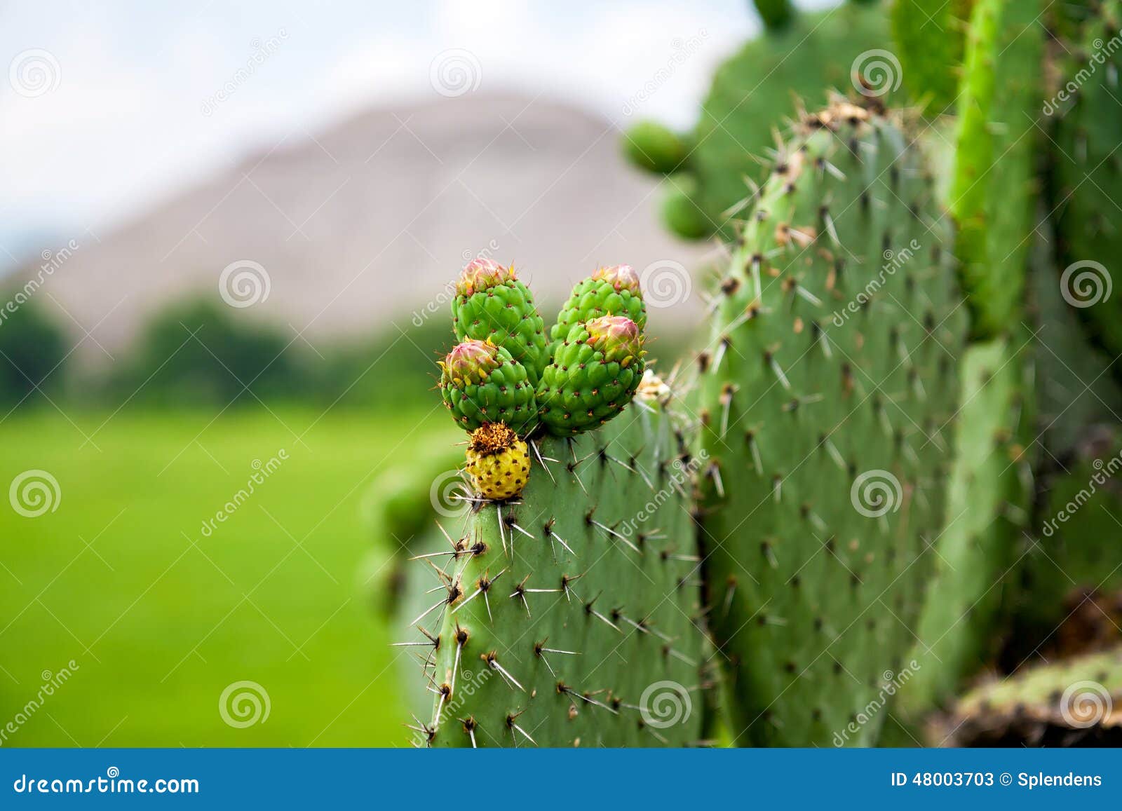 Prickly pear cactus stock image. Image of emerging, flowers - 48003703