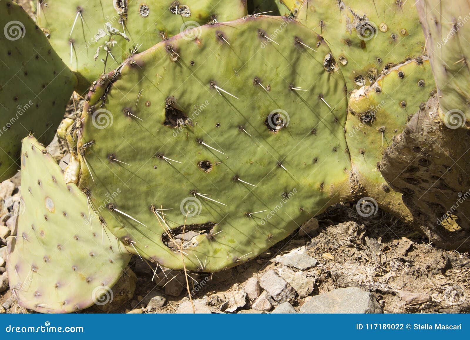 Prickly Pear Cactus Face stock photo. Image of nature - 117189022