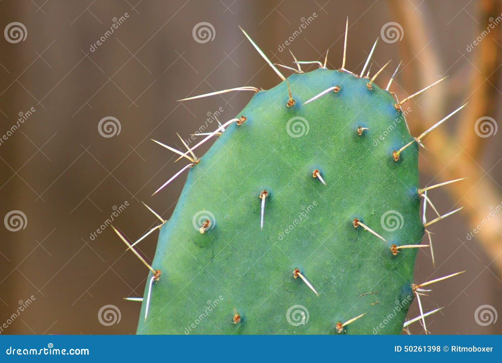 Prickly pear Cactus stock photo. Image of bush, plant - 50261398