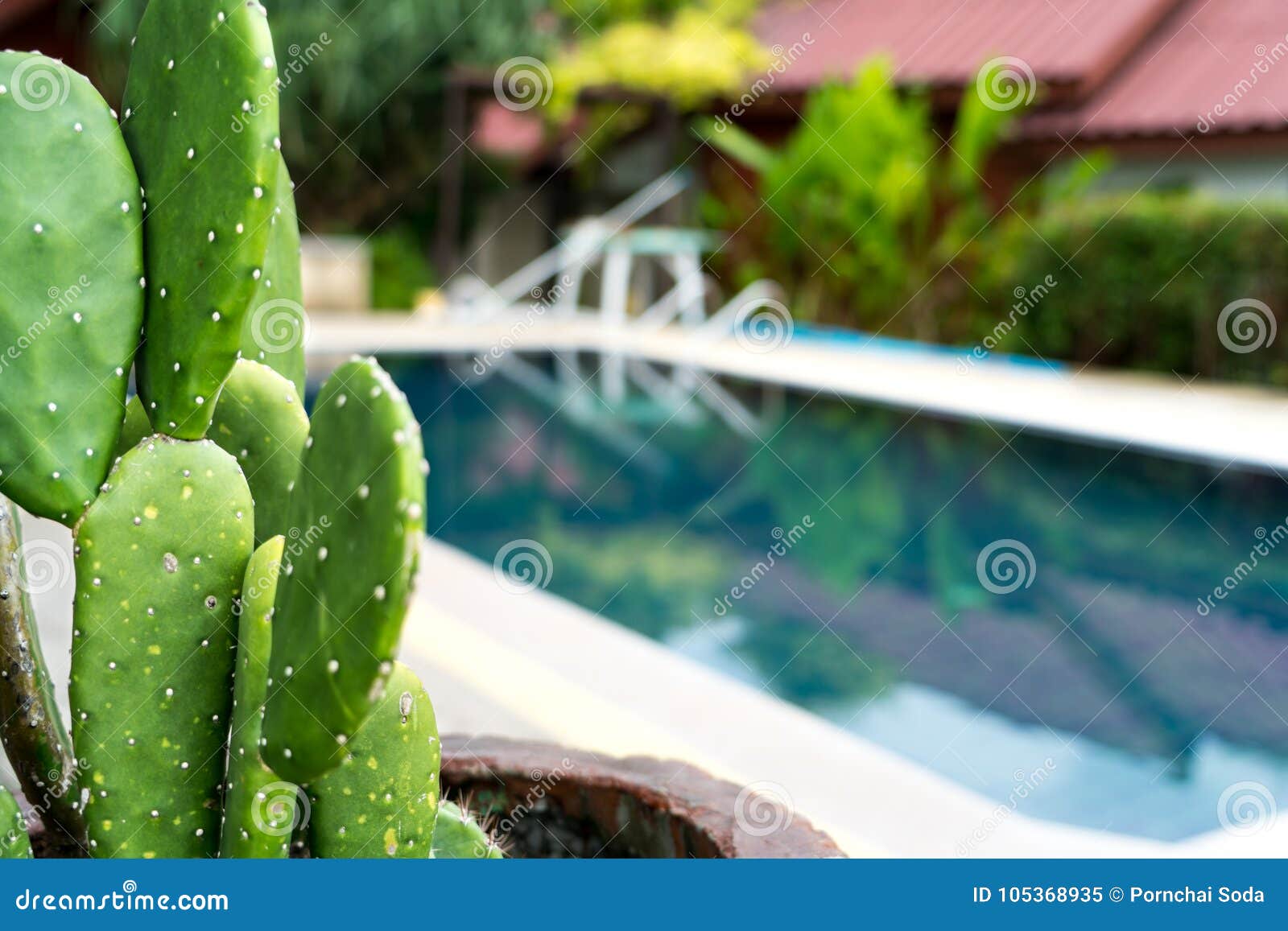 The Prickly Pear Cactus in the Pot beside the Pool Stock Image - Image ...