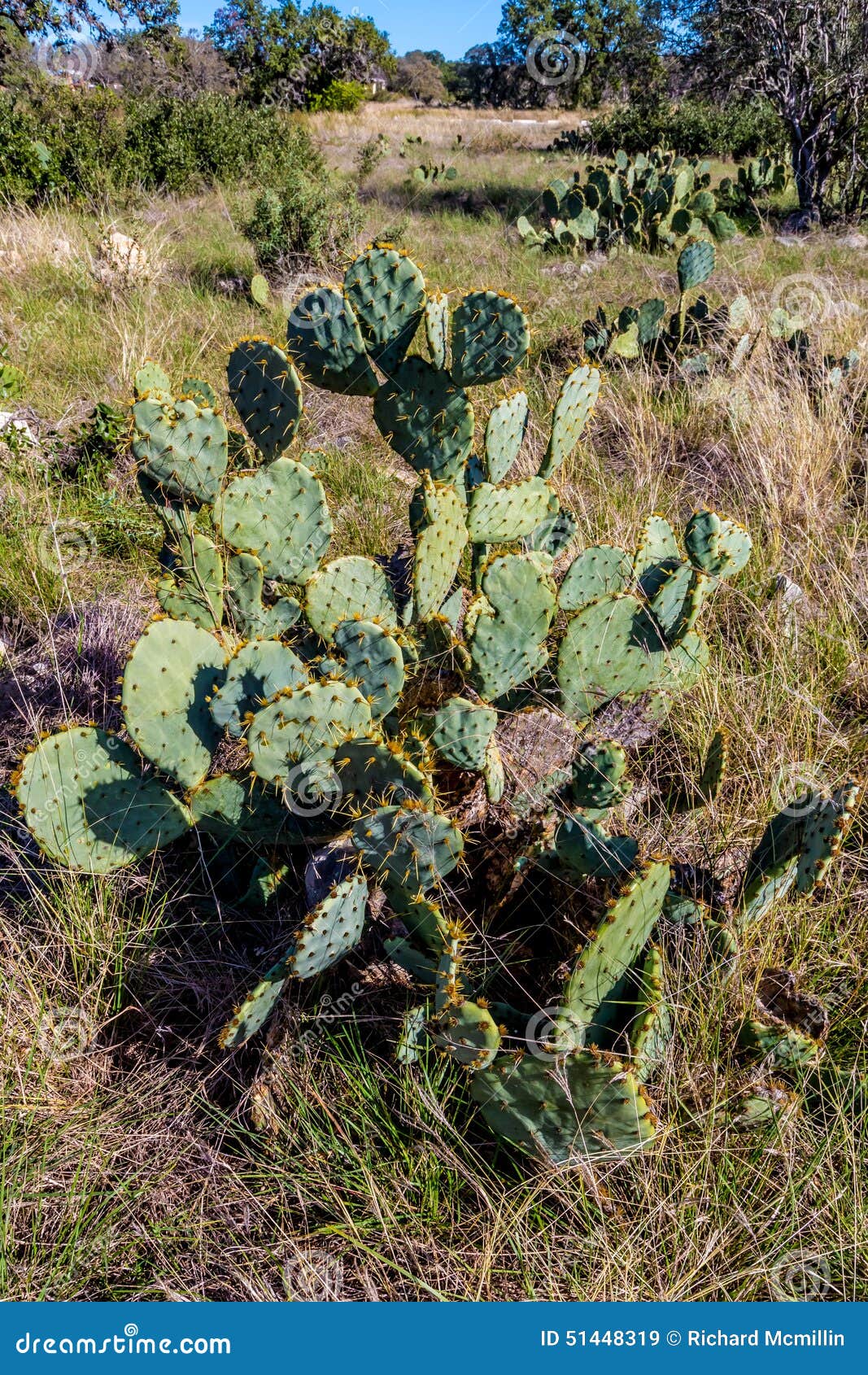 Prickly Pear Cactus in the Texas Prairie Stock Image - Image of ...