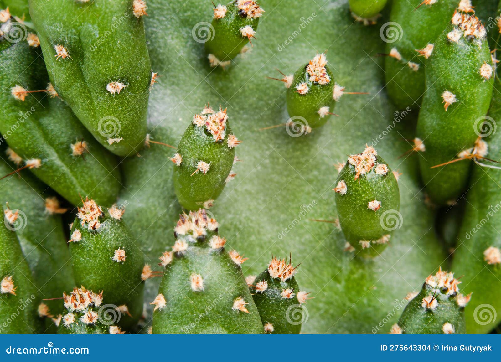 Prickly Pear Cactus Texture Stock Photo - Image of exoticism, frame ...