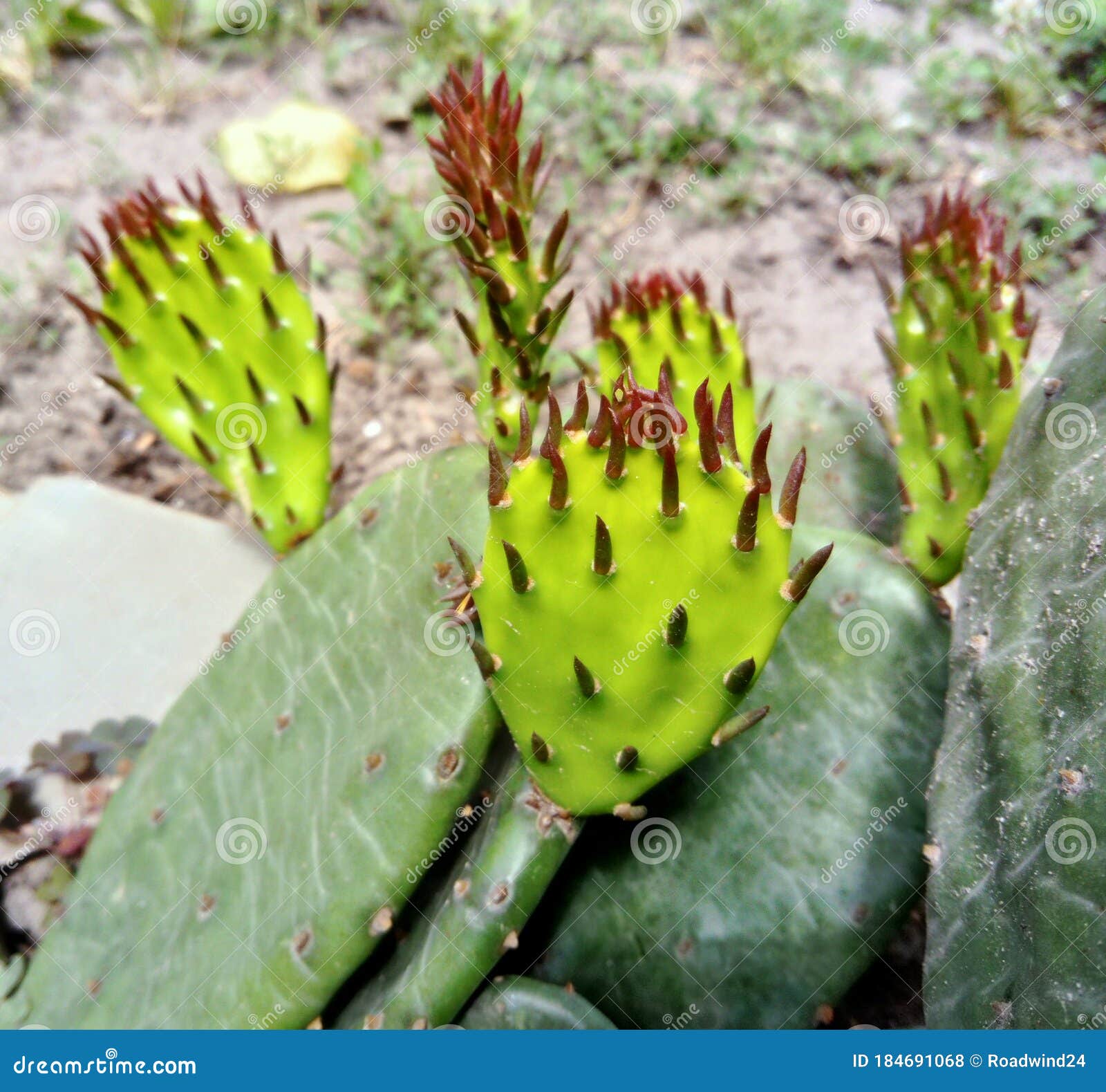 Prickly Pear Cactus Young Shoots Stock Photo - Image of succulent ...