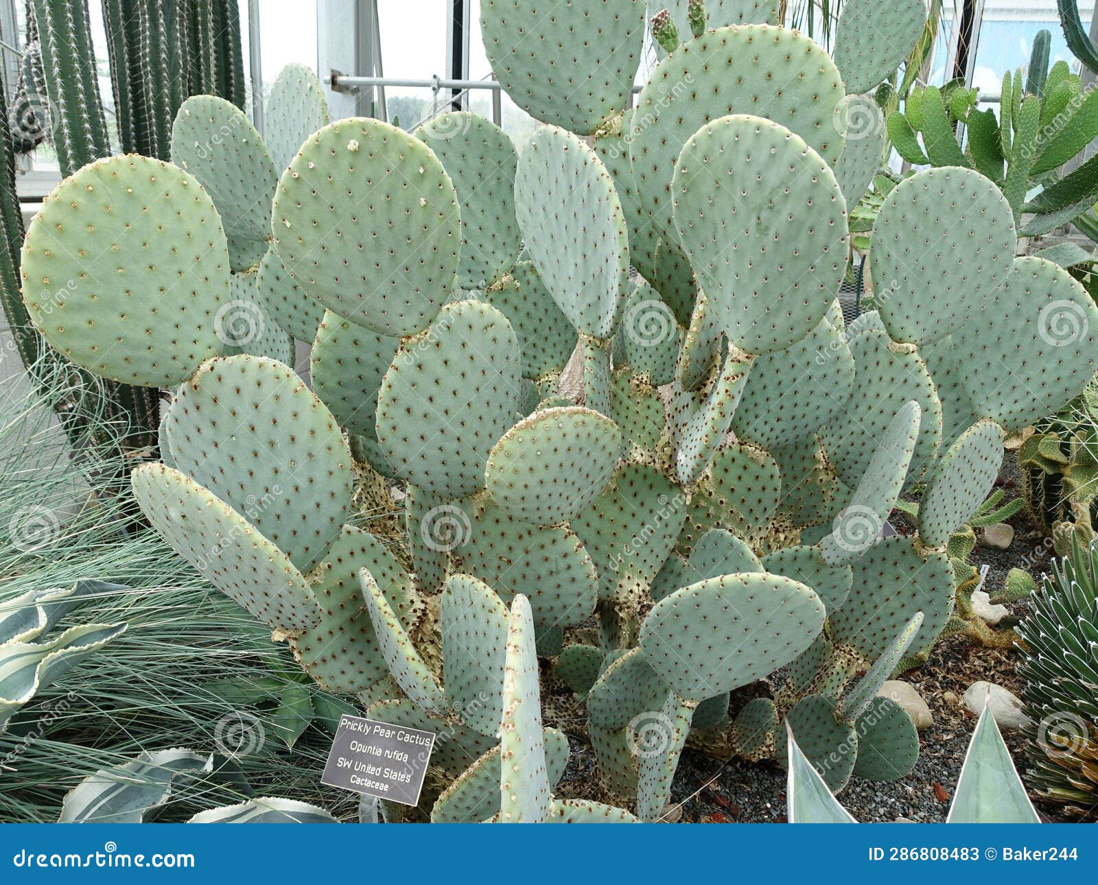 Prickly Pear Catcus in Botanical Gardens Stock Image - Image of gardens ...