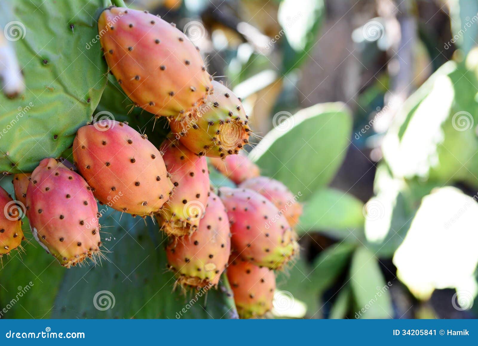 Prickly Pear Shaped As Male Genitals. Phallic Form Stock Image ...
