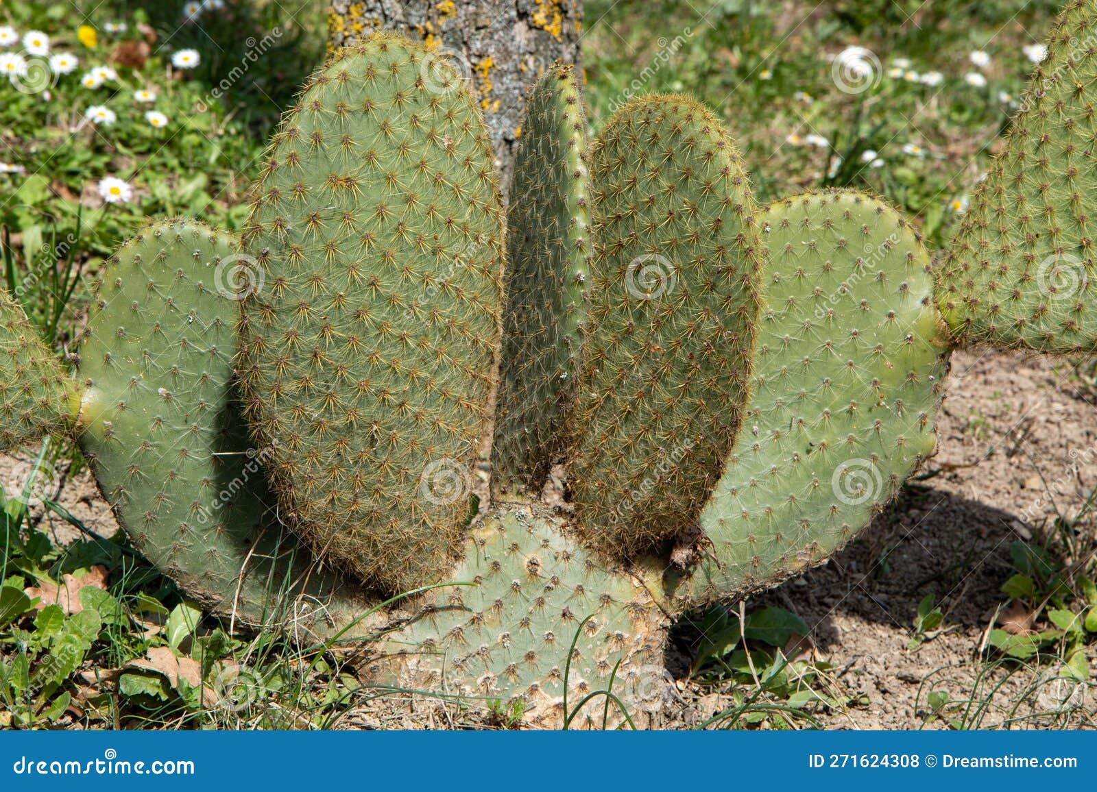 Prickly Pear Evergreen Plant with Thorns Stock Photo - Image of ...