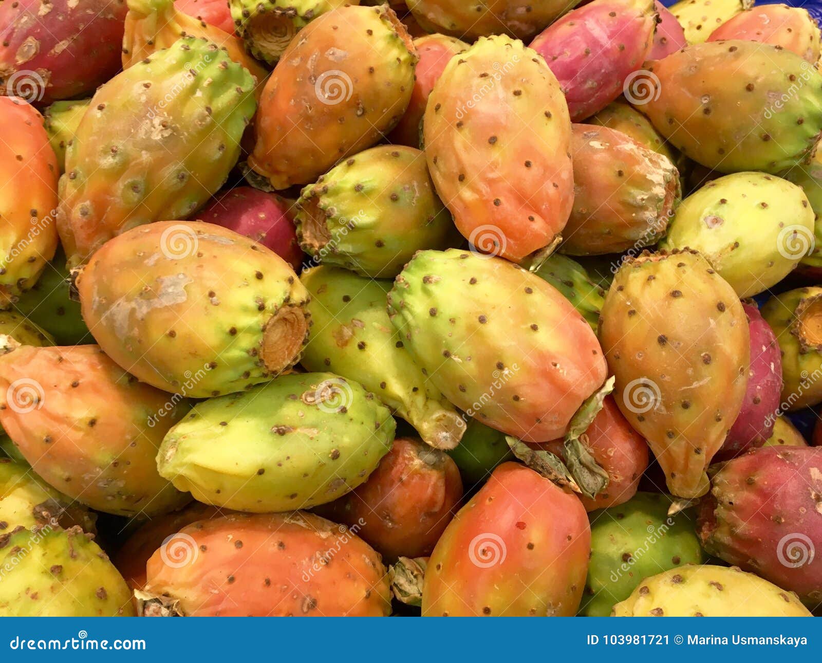 Prickly Pear-exotic Fruit from America Stock Image - Image of food ...