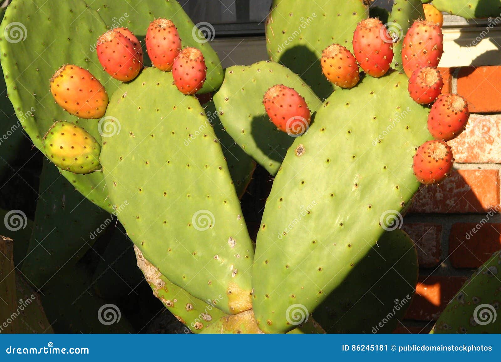 Prickly-pear Feet Picture. Image: 86245181