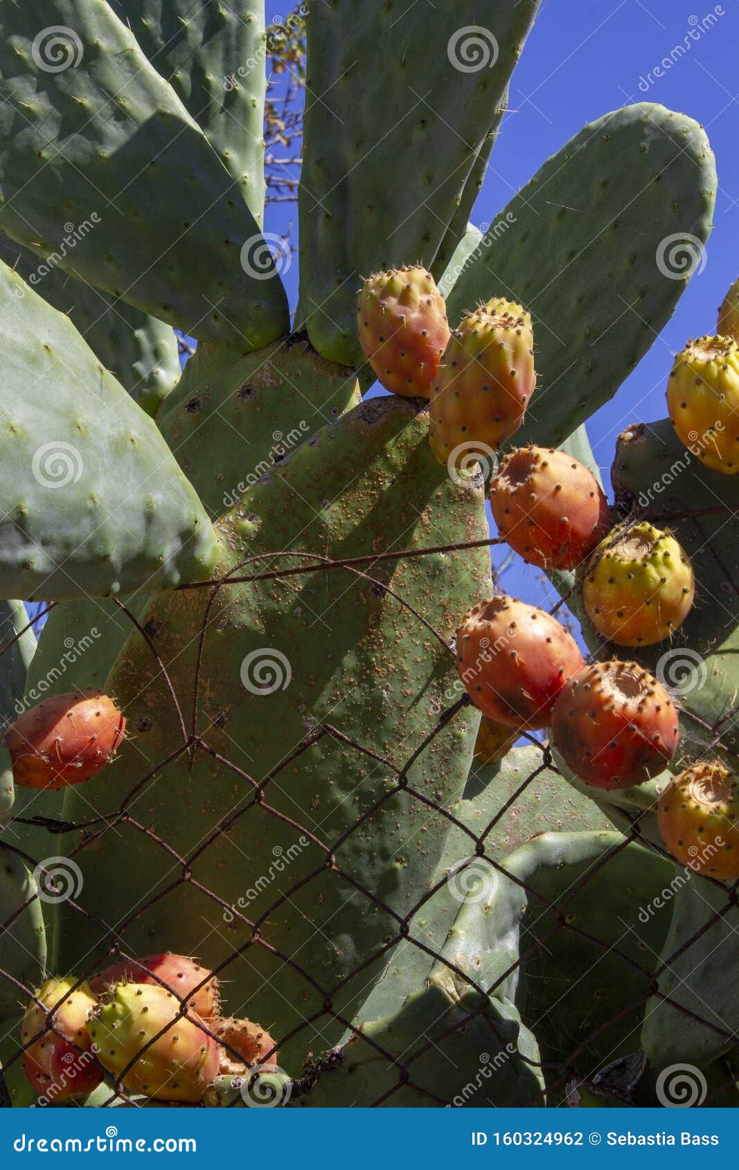 Prickly Pear Fruit or Nopal in the Wild Stock Photo - Image of prickly ...