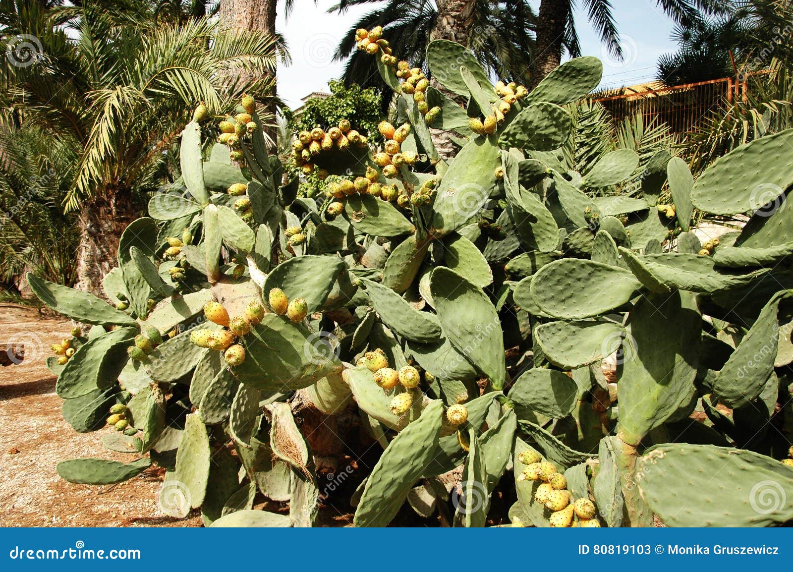 Prickly pear fruit stock image. Image of iberian, spain - 80819103
